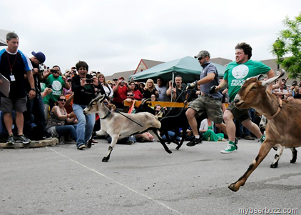 Sly Fox - Three-Legged Goat Peggy to Race for 3rd Victory in a Row ...
